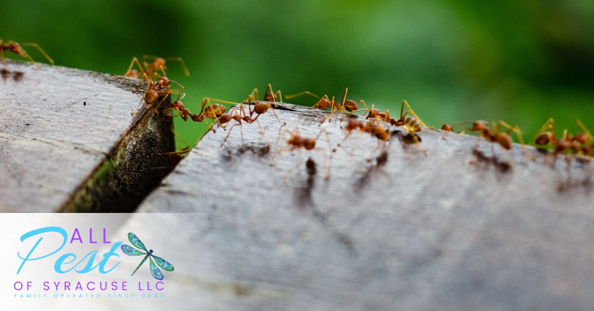 Effective Home Ant Control Tips That Work