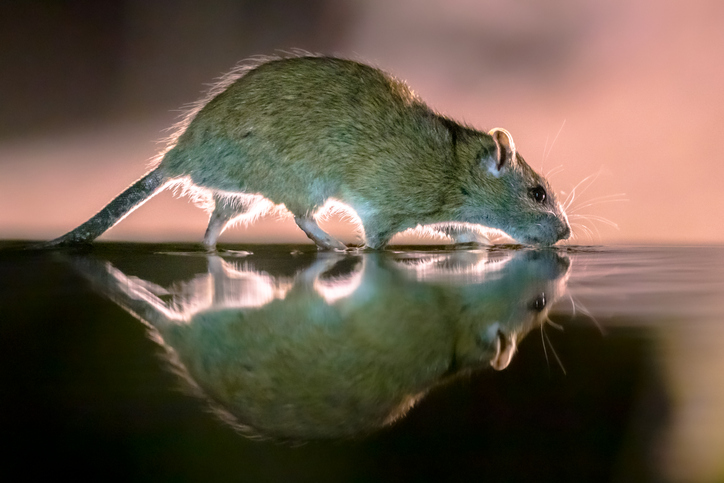 10 Tips for Preventing Rodent Infestations in Your Home